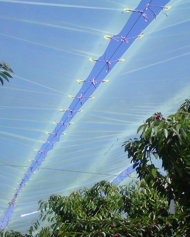 Fruit covering systems made of PE film protect berries and stone fruit